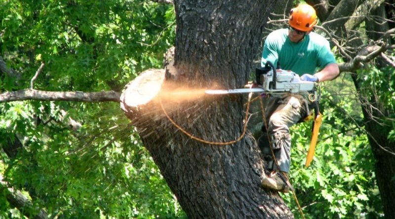 The Need to Use The Services Of Professional Tree Arborists