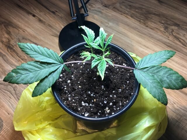 How to Get Rid of Soil Mites Fast