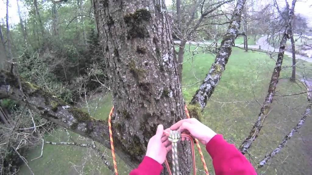 How to Climb a Tree Safely » Residence Style