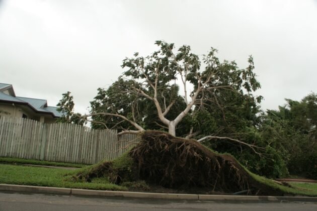 5 Tips for Identifying a Dangerous Tree » Residence Style
