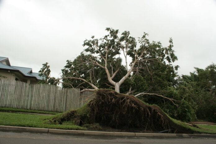 5 Tips for Identifying a Dangerous Tree » Residence Style