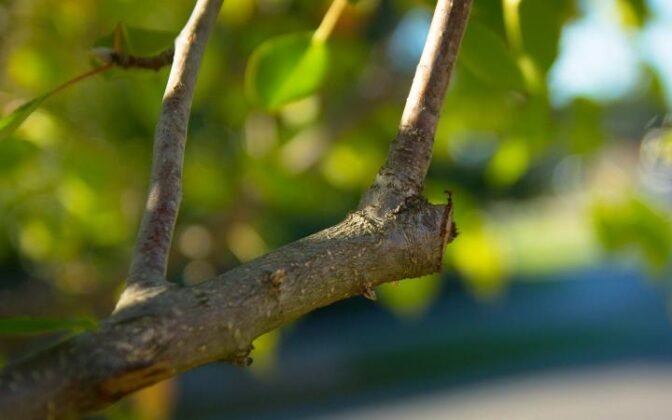 Pruning To Promote Strong Branches » Residence Style