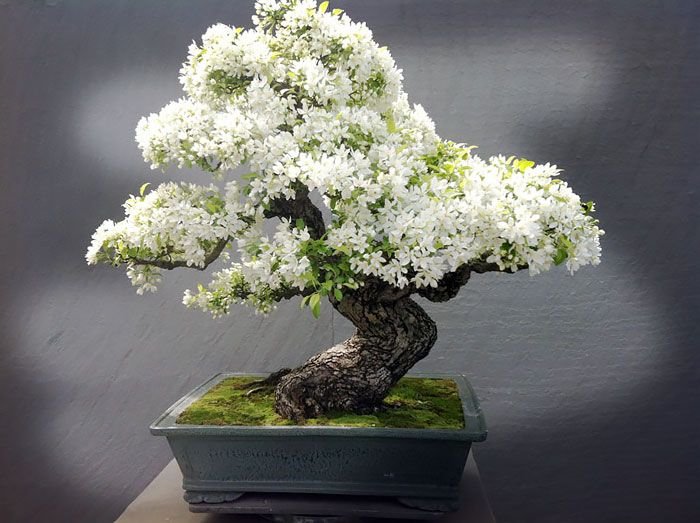 Top 5 Bonsai Trees for Your Home That You Can't Ignore » Residence Style
