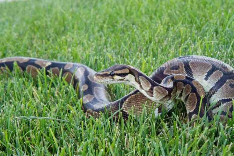 Can a Young Ball Python Live in a 20-Gallon Tank? » Residence Style