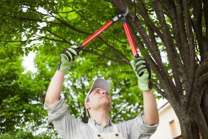 List of the Most Important Tree Cutting Tools » Residence Style