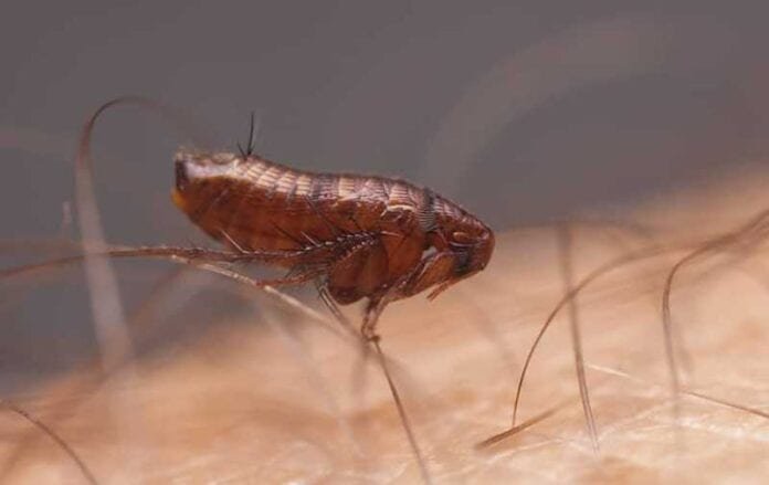 Understanding Fleas, The Diseases They Carry, And Their Effect On ...