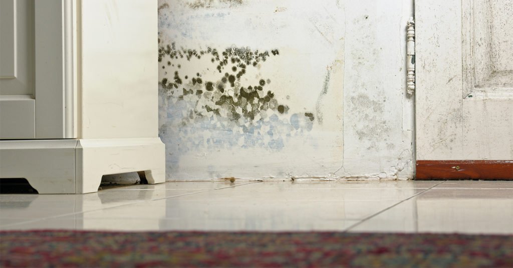 Early Signs and Indication of Mold Infestation inside Your Home ...