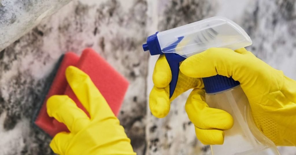 Early Signs and Indication of Mold Infestation inside Your Home ...