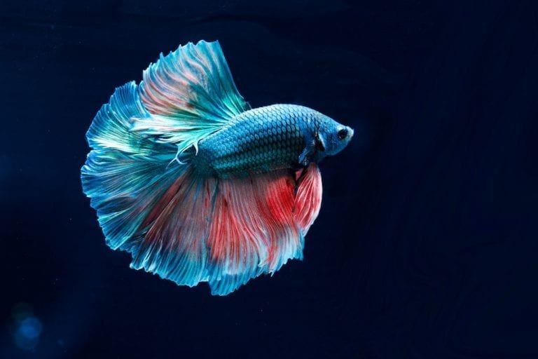 How to Care for an Old Betta Fish » Residence Style