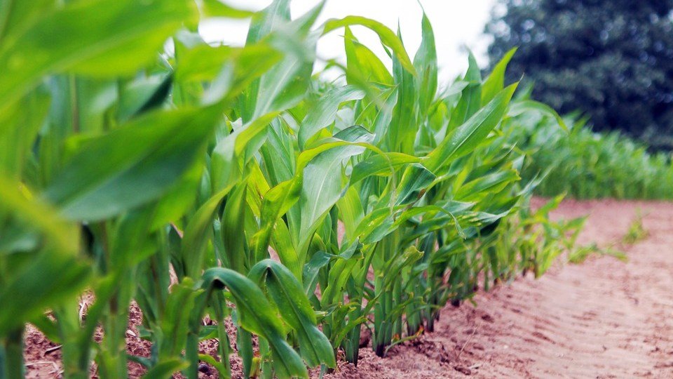 How to Start a Farm, a Step-by-Step Guide » Residence Style