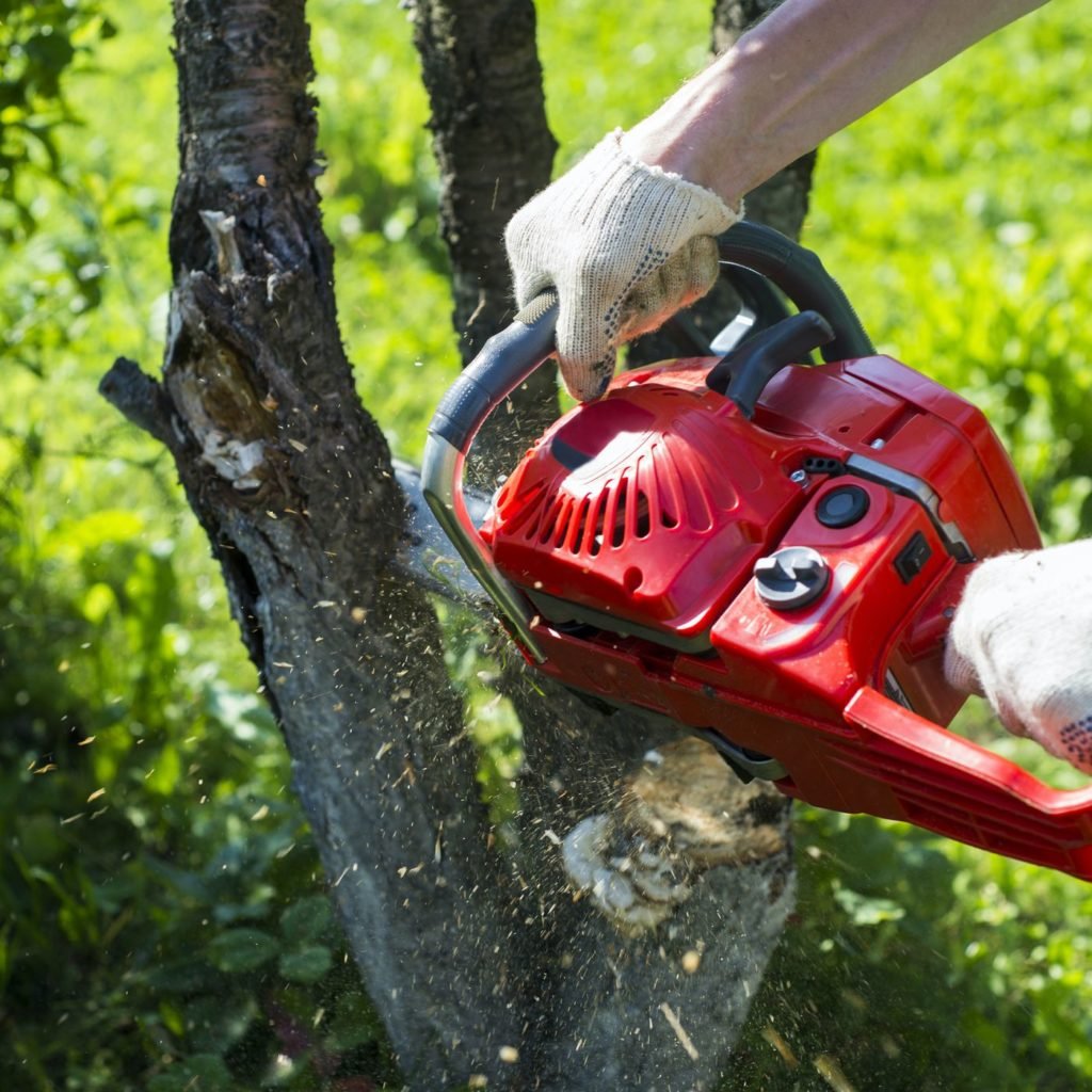 An Easy Guide to Successful and Affordable Tree Removal Process ...