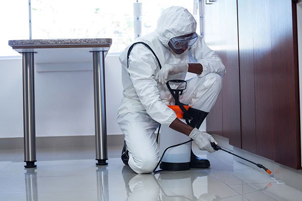 A Short Guide to Pest Control Process and Services » Residence Style