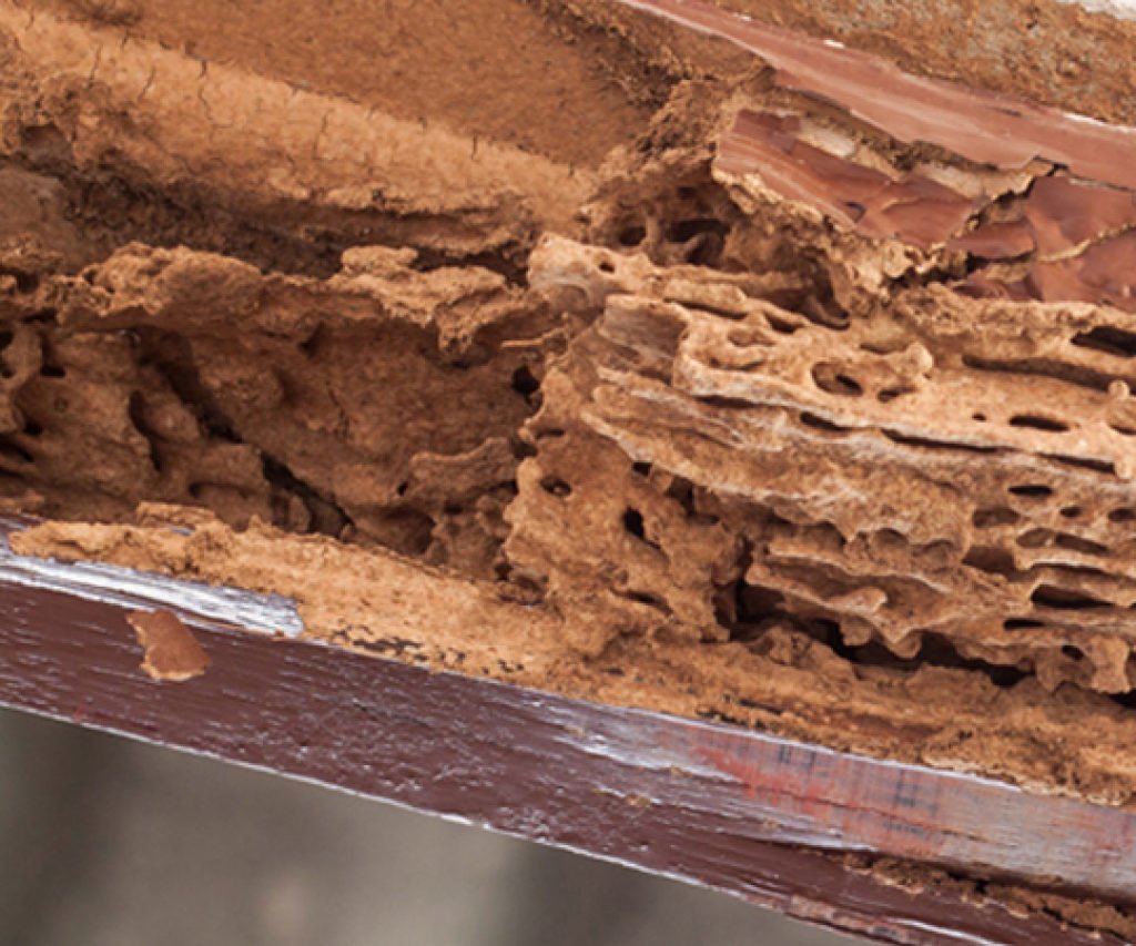 Guide To Termite Treatment » Residence Style
