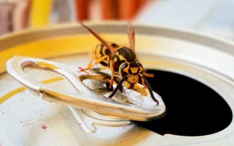 How to Stop Wasps From Coming Back Into Your Home? » Residence Style