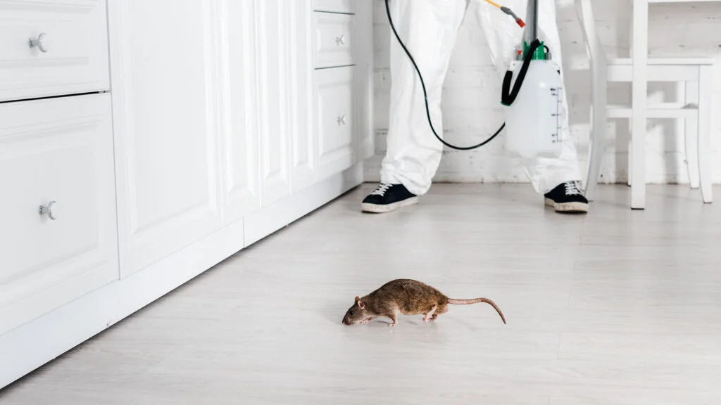 What Is The Most Efficient Way To Get Rid Of Rats? » Residence Style