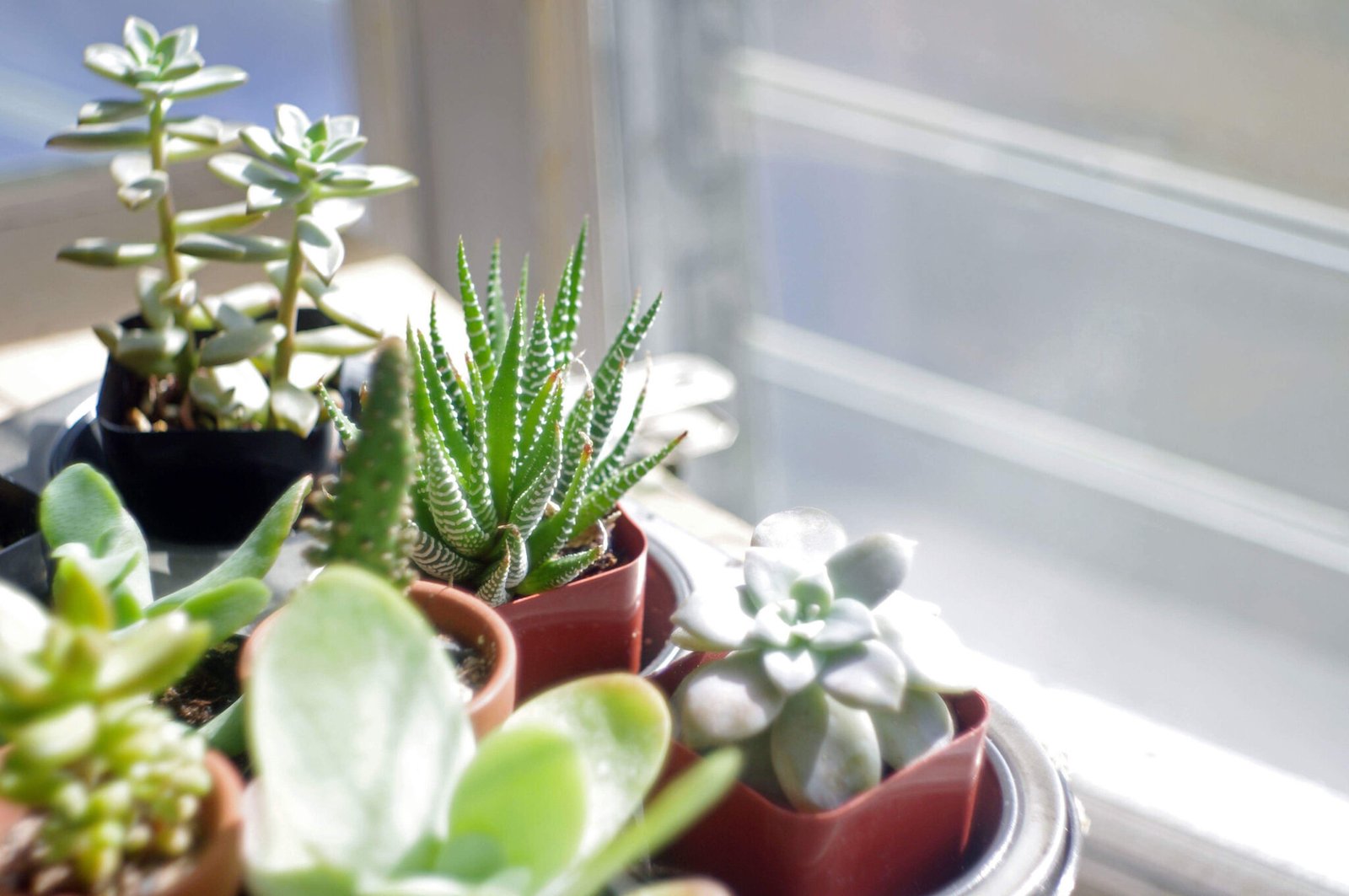 A Complete Guide to Decorating Your Home with Succulents