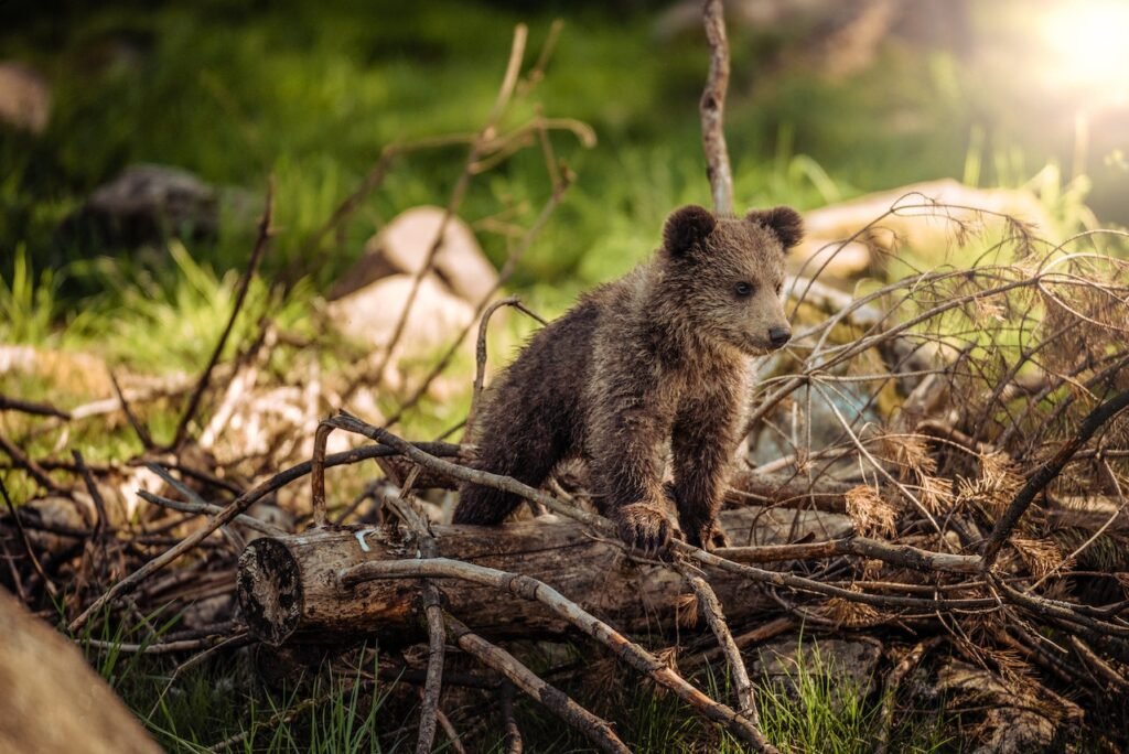 7 Tips to Keep Wild Animals Off Your Property