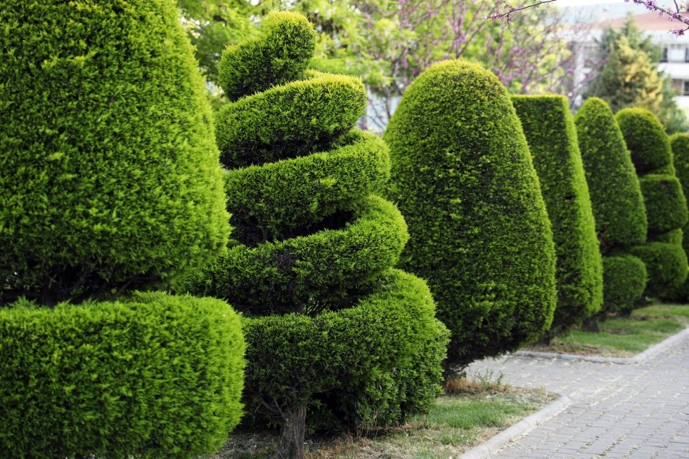 Quick Advantages of Maintaining the Hedges through Professional Hedge ...