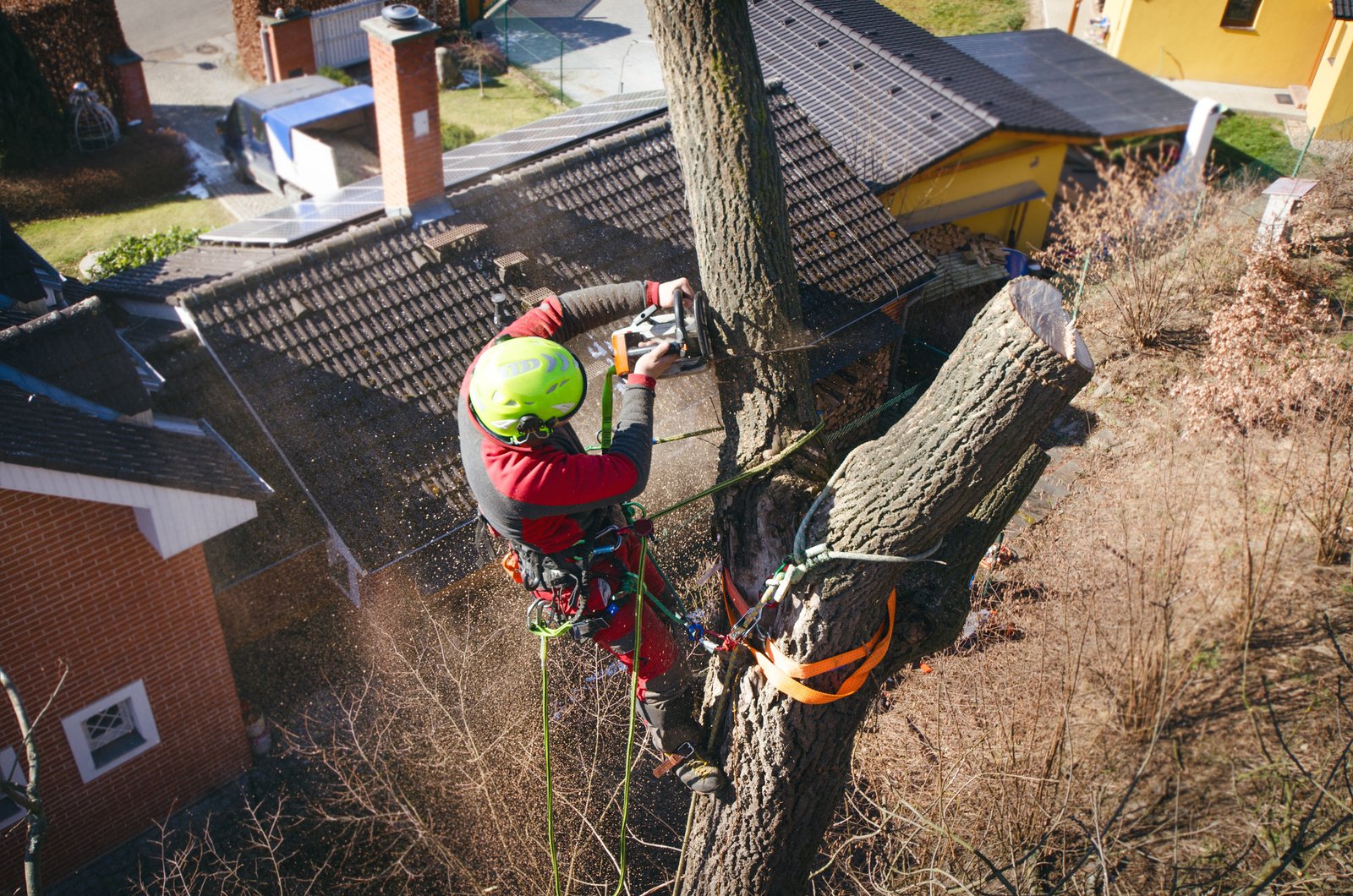 When To Consider Removing Your Tree